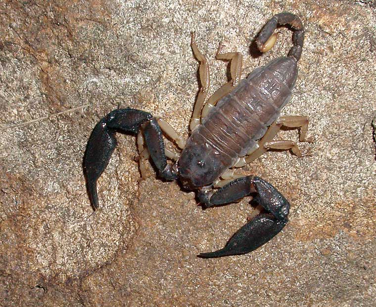 Tropical Rainforest Scorpion