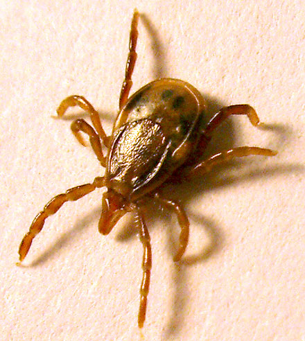 What type of tick? SE Qld - found on my neck! : r/whatsthisbug